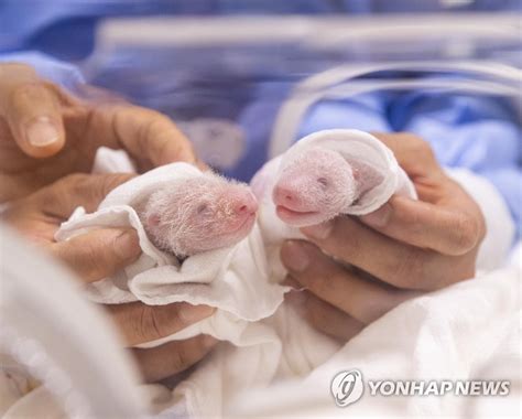 국내 첫 쌍둥이 판다 근황 공개 연합뉴스
