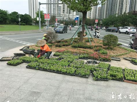 宁德新闻红榜 市区马路安全岛变身城市“小花园”宁德网