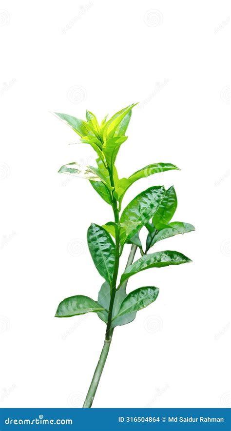 A Plant With Leaves On A Branch Of Jasmine Flower Tree A Plant With