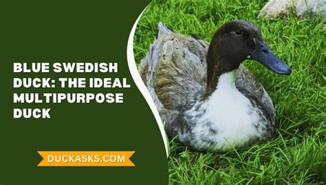 Bali Duck History And Breed Guide Duck Asks