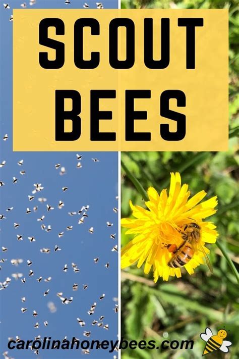 Scout Bees Scouting Behavior In Swarming Bees Bee Bee Do Backyard