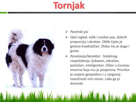 Ppt Hrvatske Pasmine Pasa I Konja Powerpoint Presentation Free