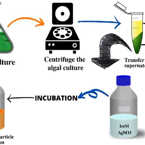 Pdf Green Synthesis Of Silver Nanoparticles With Algae And The