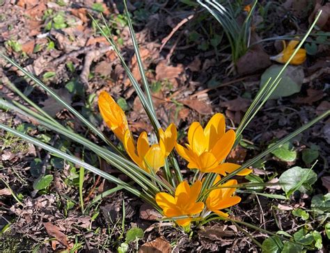 Crocus X Luteus Yellow Crocus C Angustifolius X Flavus West