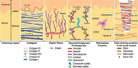 Figure 1 From Extracellular Matrix And Dermal Fibroblast Function In