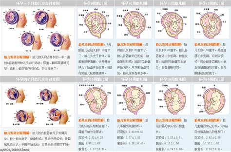 胎兒 A醫學百科