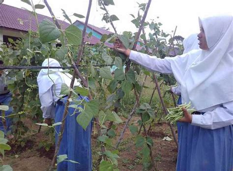 Kemendikbud Dirikan Smk Perkebunan Dan Pertanian Di Lampung Info