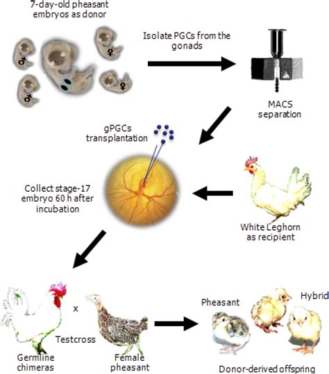 Reproduction Of Wild Birds Via Interspecies Germ Cell Transplantation1