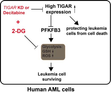 A Working Model Of TIGAR Regulating The Glycolysis And The