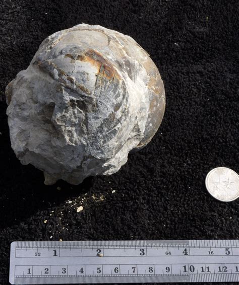 Weird Rudist Diceras General Fossil Discussion The Fossil Forum