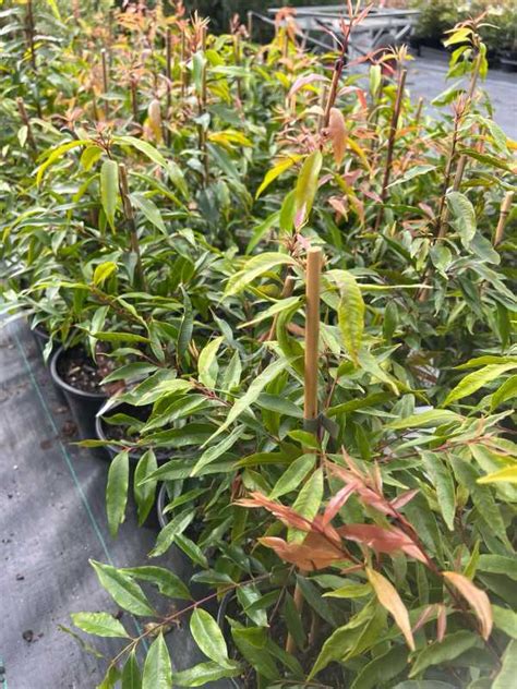 Waterhousea Floribunda Weeping Lilly Pilly Neth Plant