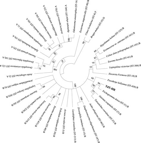 Phylogenetic Maximum Likelihood Tree Of Wolbachia Based On 5 MLST