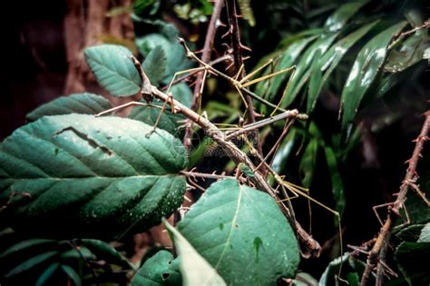 Phasmatodea