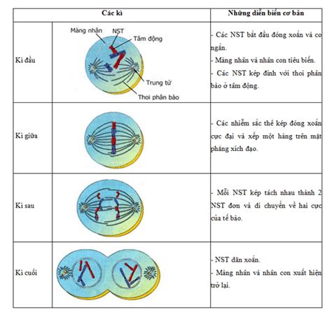 Nêu Những Diễn Biến Cơ Bản Của Nst Trong Quá Trình Nguyên Phân