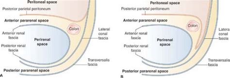 Abdomen And Pelvis Radiology Key