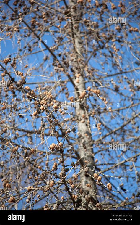 Deciduous Larch Larix Europaea Tree With Branches Filled With Cones