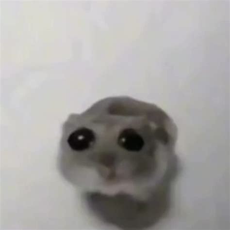 Sad Hamster Memes Imgflip