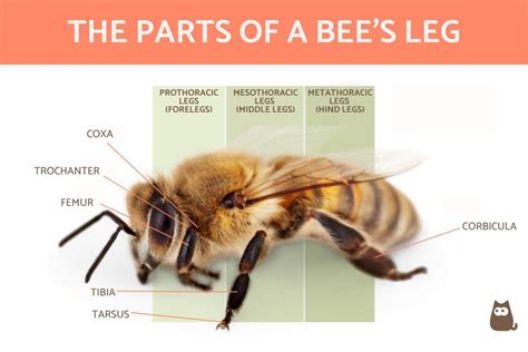 All About Bee Legs Understanding Functions And Anatomy