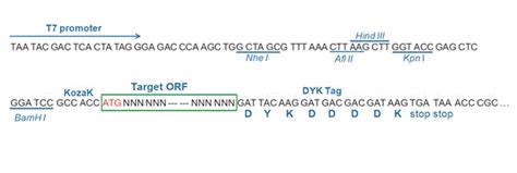 Glp1r Gene Cdna Orf Clone Homo Sapienshuman Genscript