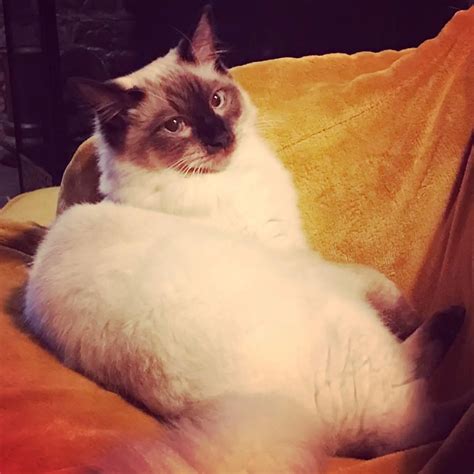 My Handsome Boy Jasper Scrolller