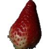 Strawberry Object Detection Dataset And Pre Trained Model By DatasetStrawberry