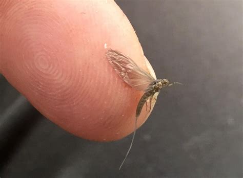 Bug Of The Month The Bwo Angler S Covey