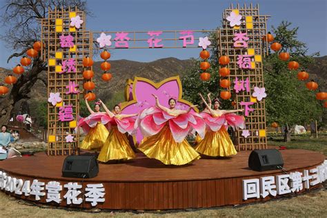 又到春花烂漫时！乌素图杏花谷杏花浪漫登场回民区活动呼和浩特
