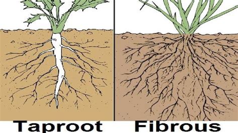 6 Different Types Of Roots In Plants Plant Images Taproot Root System