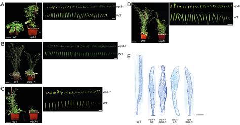 Fig S3 Indeterminacy Phenotype In Different Growth Conditions And In