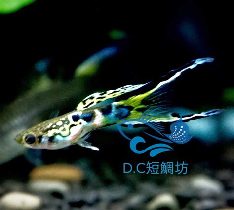 DC短鯛坊綠寶石雙劍孔雀魚 超逼真可動仿真模型Guppy 露天市集 全台最大的網路購物市集