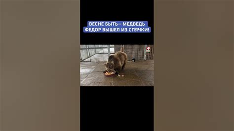 беларусь4могилев могилев зоосад медведь Youtube