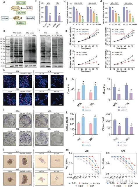 If 14 3 乳酸化修饰组学分析揭示肝癌干细胞中乳酸化依赖的干细胞重塑机制 知乎