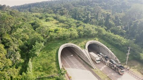 93 Wildlife Crossing Bridge Stock Videos Footage And 4k Video Clips