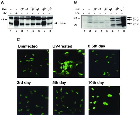 Modulation Of C Jun Expression Levels During Infection Cycle A Download Scientific Diagram