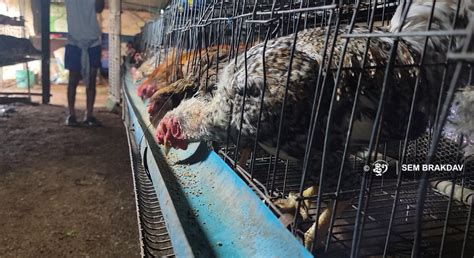 កុមារាអាយុ៥ឆ្នាំម្នាក់ នៅកំពត ឆ្លងជំងឺផ្ដាសាយបក្សី H5n1