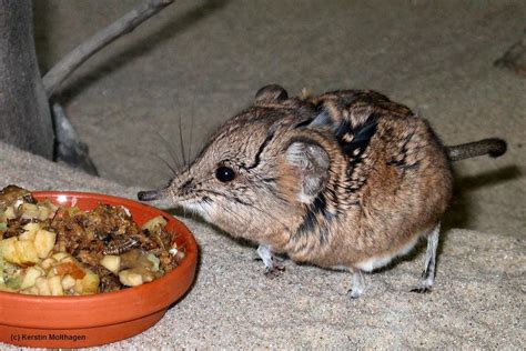 Короткоухий прыгунчик Macroscelides Proboscideus