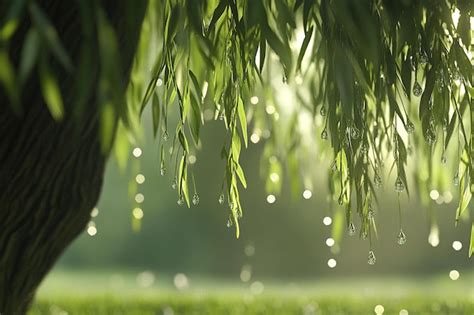 Cute Willow Tree With Long Drooping Branches Sparkling Dew Drops 3d