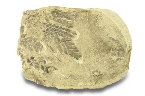 7 Pennsylvanian Fossil Seed Fern Alethopteris Kansas 264892 For