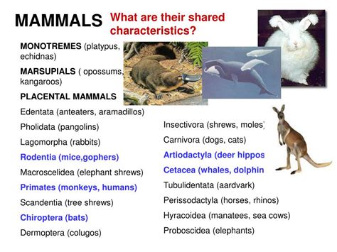 Ppt Classification And Evolution Part 1 Powerpoint Presentation Free Download Id 4067110