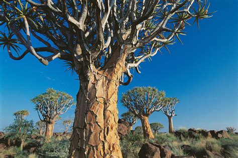 Quiver Tree Aloe Dichotoma Namibia License Image 70165796 Lookphotos