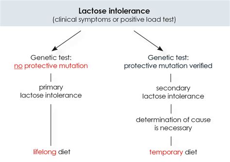 143 Genetic Test For Lactose Intolerance A Practical Alternative