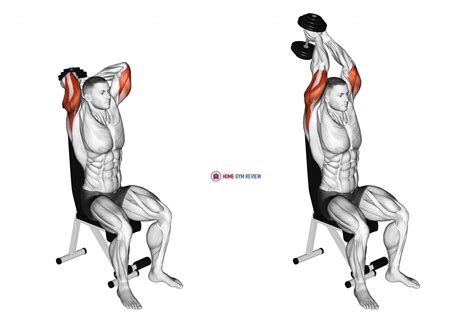 Dumbbell Seated Triceps Extension Home Gym Review