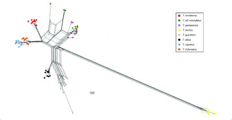 phylogenetic networks of 5s rdna constructed using the neighbor net
