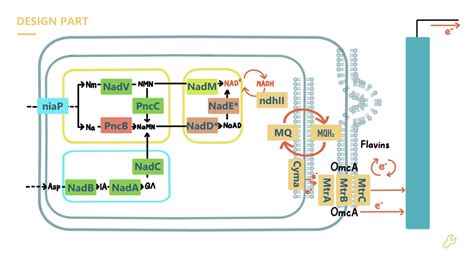 2023 Hust China Igem课题分享 国际教育联盟