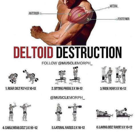 Workout For Your Deltoids For More Content Follow Us Tipstogainmuscles