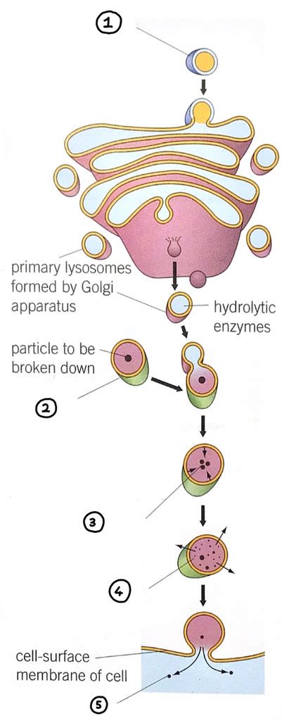 Cell Structure Diagram Quizlet