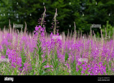 Chamaenerion Angustifolium Is A Flowering Plant In The Willowherb