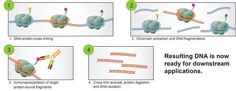 Chromatin Immunoprecipitation