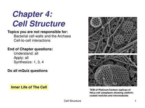 PPT Chapter Cell Structure PowerPoint Presentation Free Download ID
