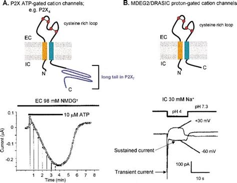 Channels That Show Ion Selectivity Changes A P X Channels B